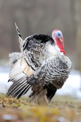 Dean Awn Is A Turkey, And We Love Him – Bwog