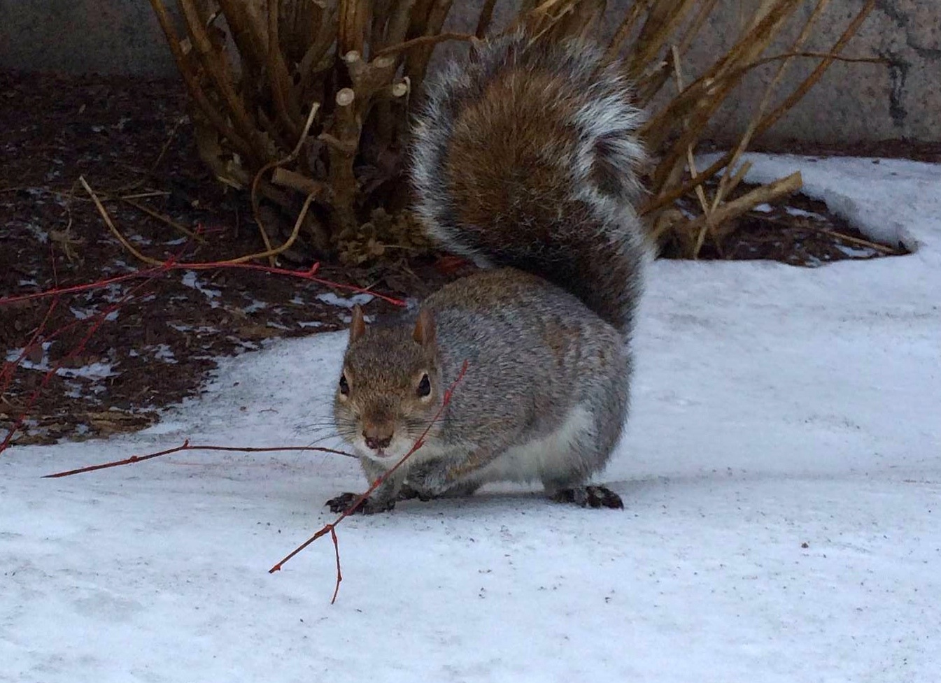 Squirrelverseen: Redwall! – Bwog