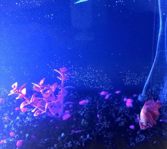 Meet Grayson, The Fish Who Plays Pokemon – Bwog