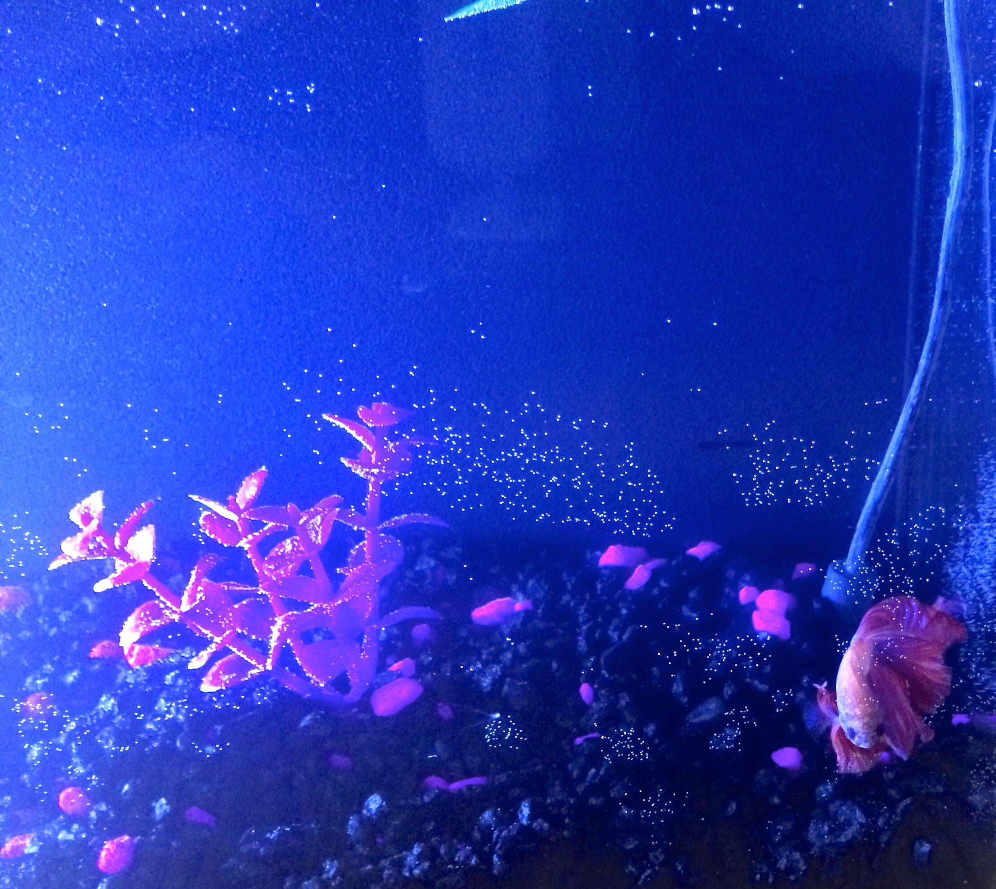 Meet Grayson, The Fish Who Plays Pokemon – Bwog