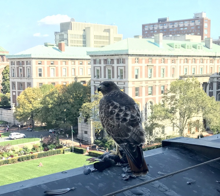 Overseen: Hawkma's Triumphant Return? – Bwog