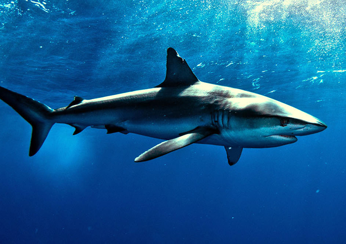 Bwoglines: Earthquakes And Sharks Edition – Bwog