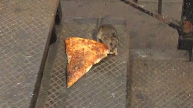 Horror Story: Rodents – Bwog