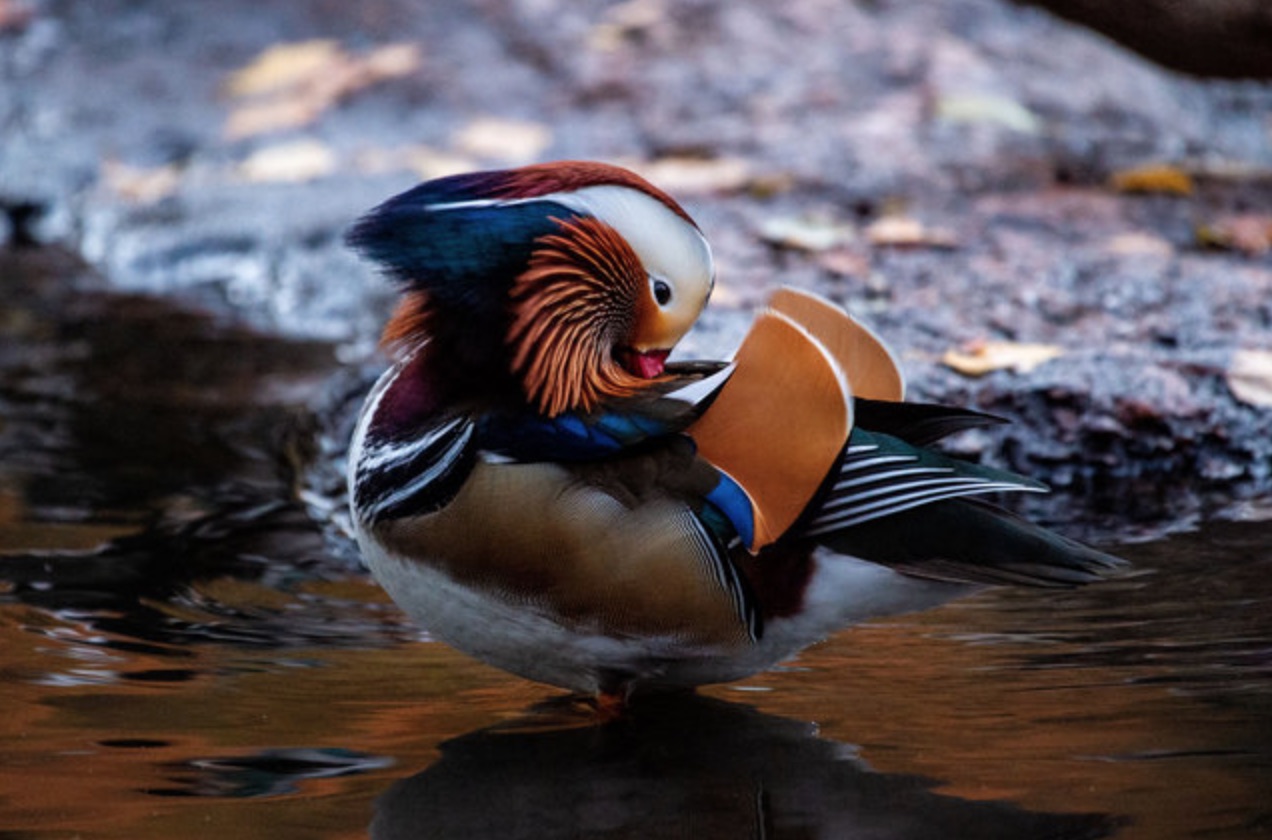 Bwoglines: Where Is The Mandarin Duck Edition – Bwog