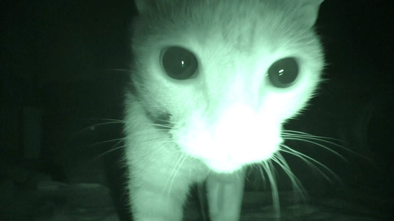 ConspiracyBwog: The Cat Conundrum – Bwog
