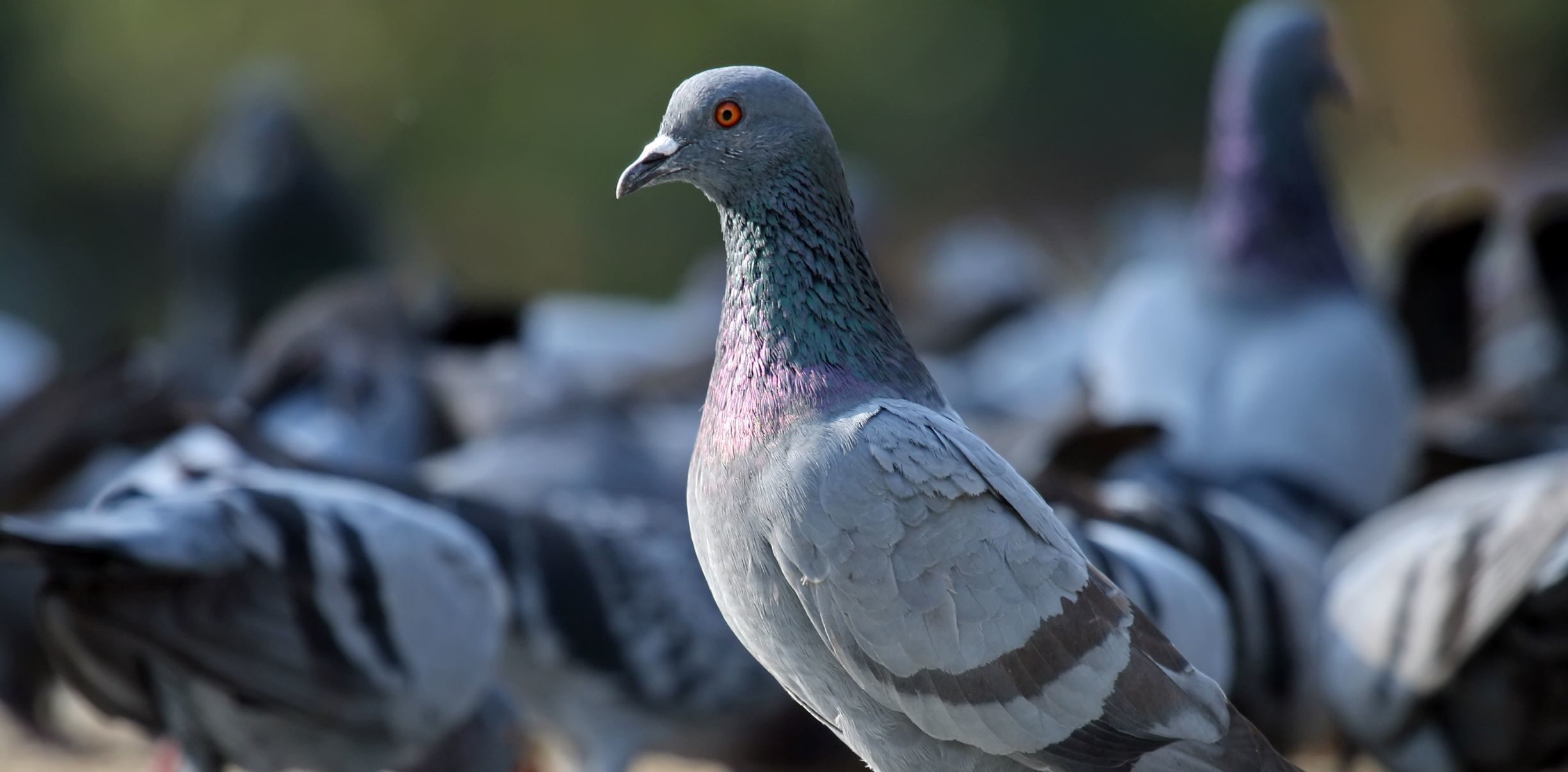 Bwoglines: Joe The Pigeon Edition – Bwog