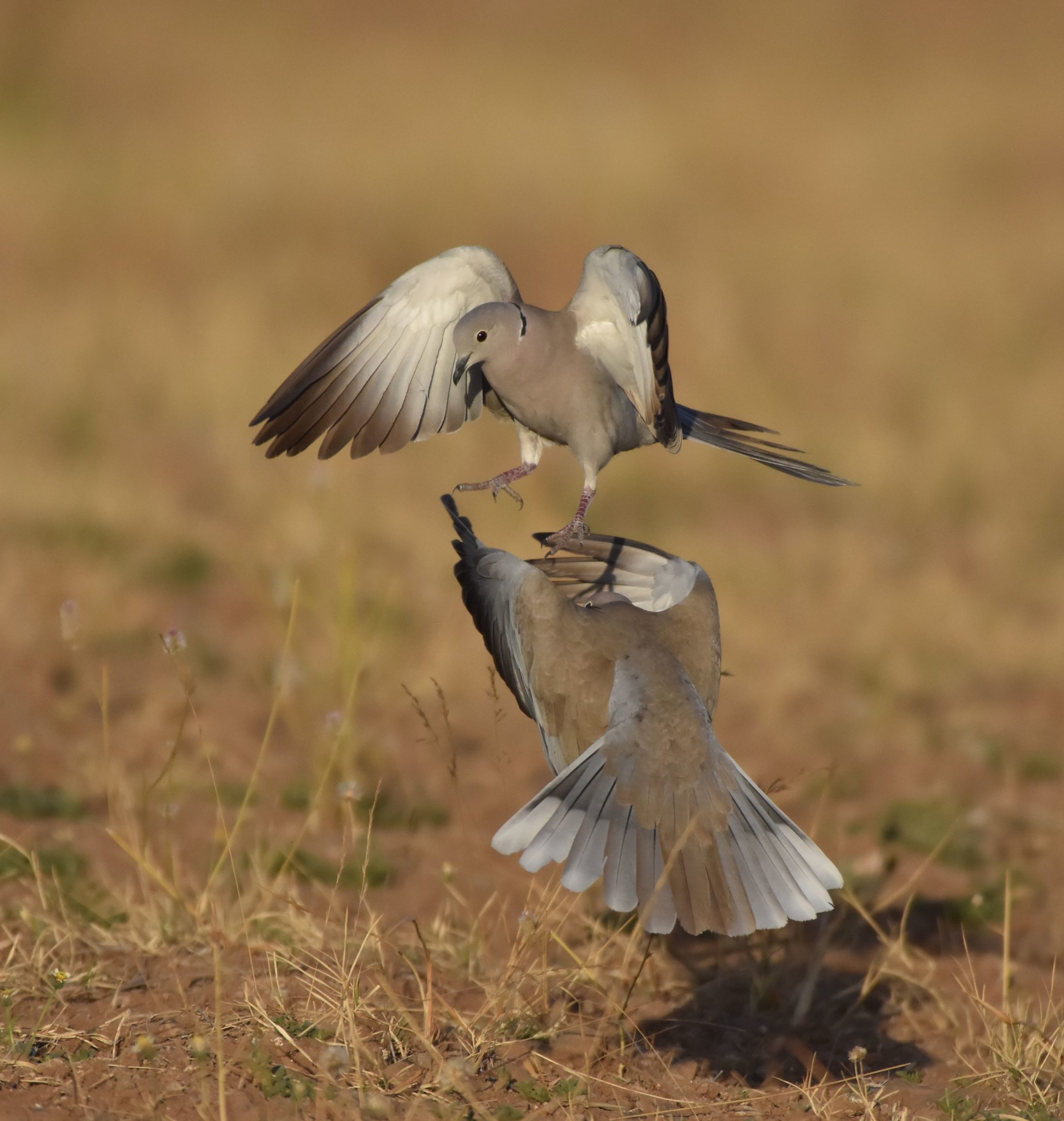 Fight List: Comparative Literature And Society – Bwog