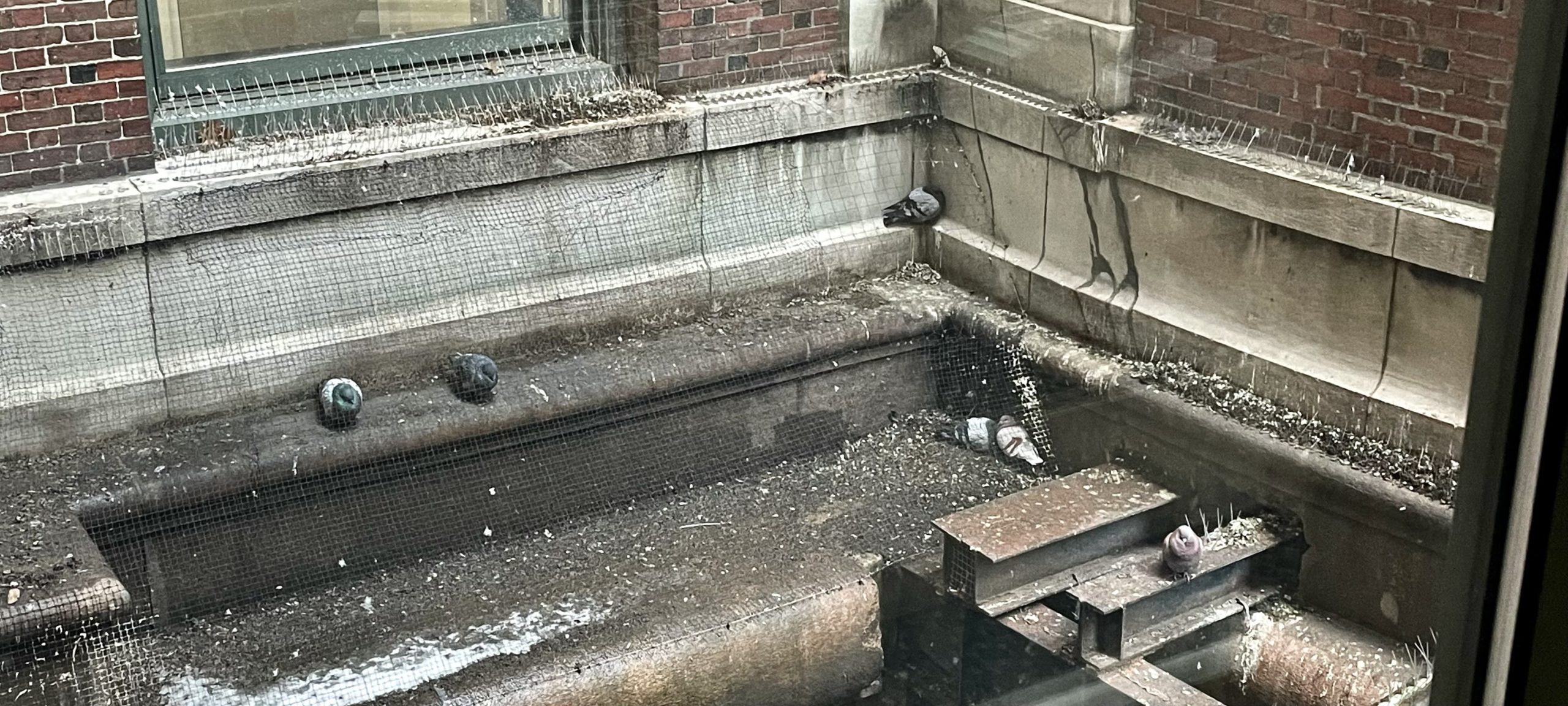 A Transcript Of The Pigeon Mafia Sitdown Behind Havemeyer Hall – Bwog