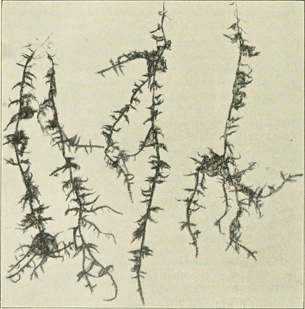 Tropical Adventures, Colonialism, And Indigeneity: An Exploration Of ...