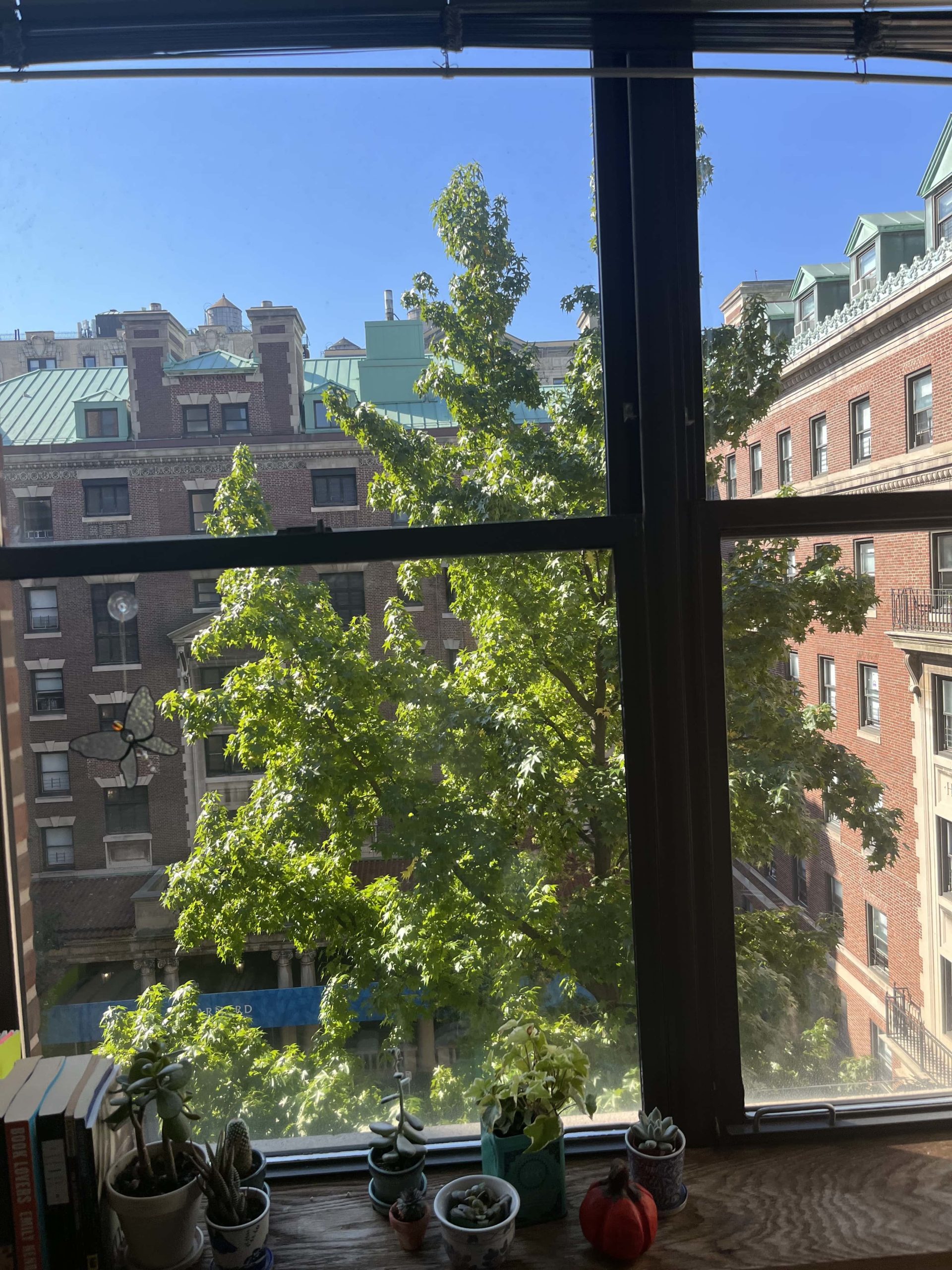 The Tree Outside My Dorm Room Window Is An Arboreal Marvel – Bwog