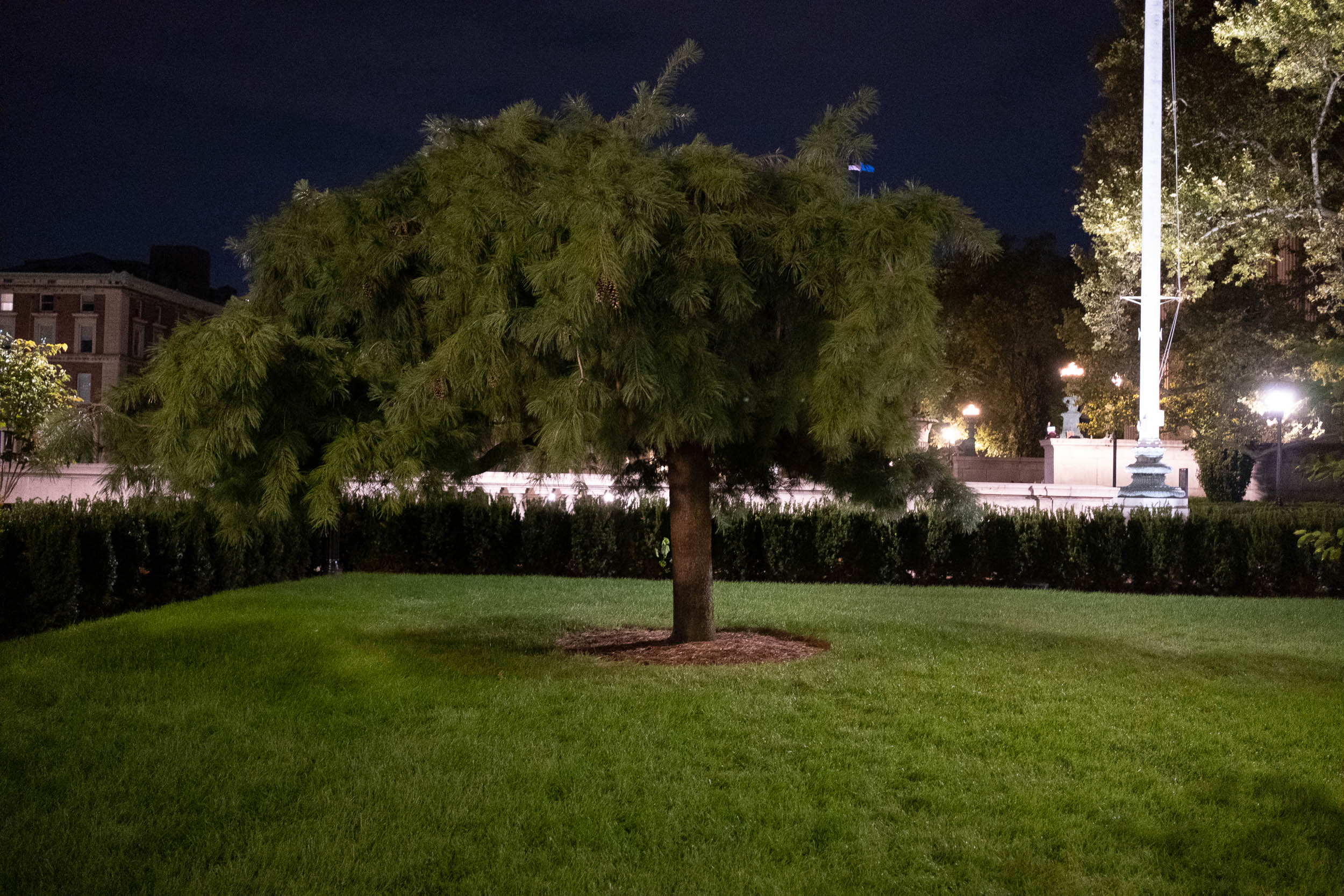 Oh, To Be A Tree – Bwog