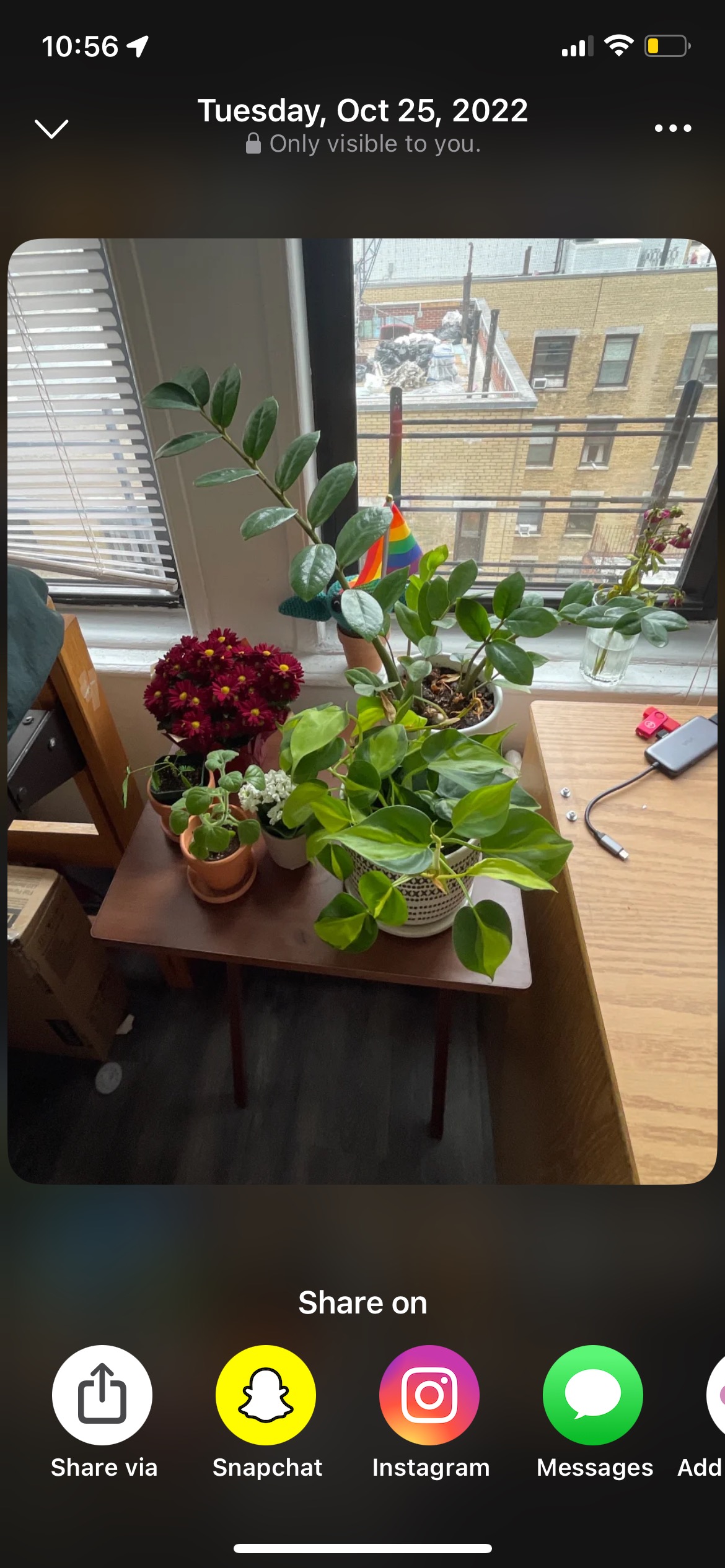 How To Not Kill Your Plants Over Break – Bwog