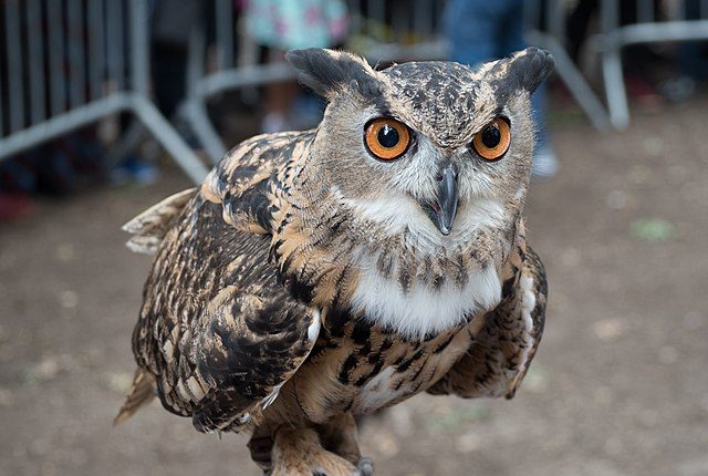 Bwoglines: Owl On The Run Edition – Bwog