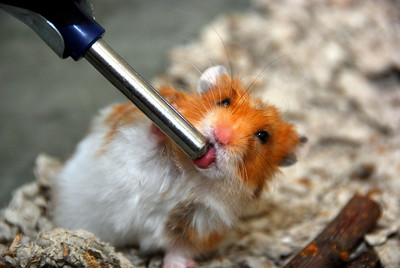 What Liquid From Each Dining Hall I Would Put In A Hamster Drip Bottle ...