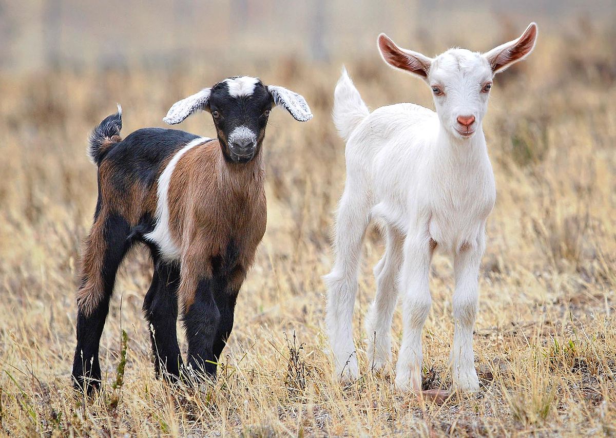 Bwoglines: Runaway Goats Edition – Bwog