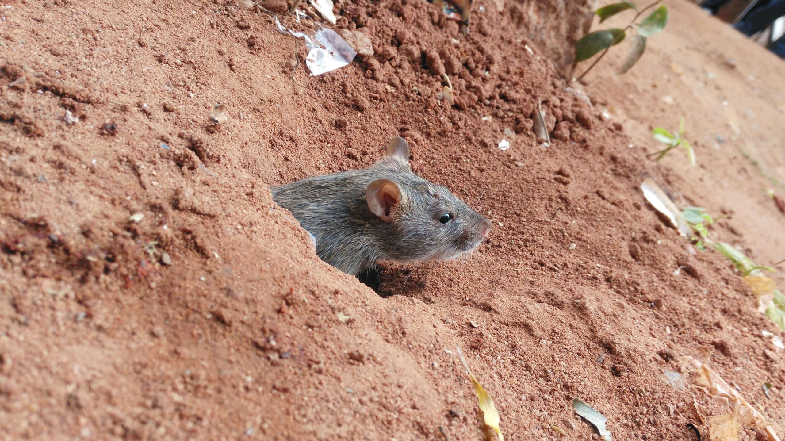 Bwoglines: Rat Hole Edition – Bwog