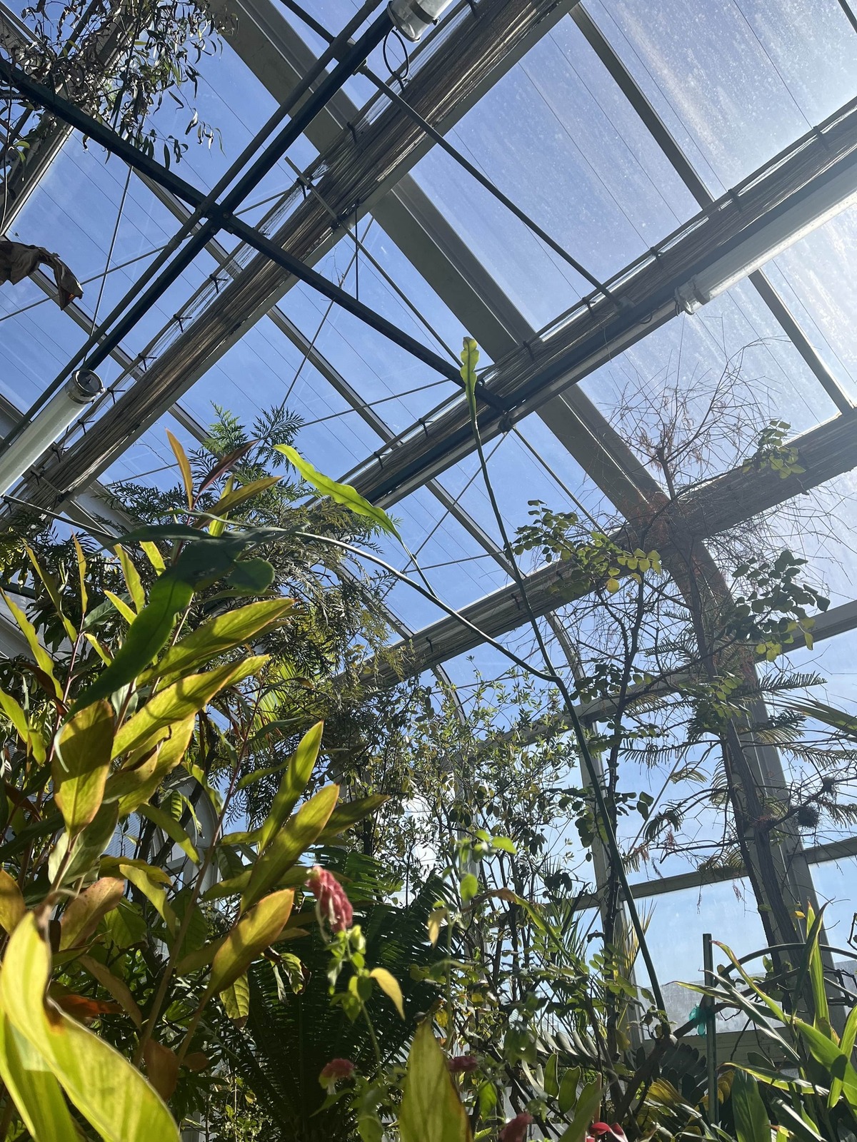 Bwucketlist Accomplished: Barnard Greenhouse – Bwog