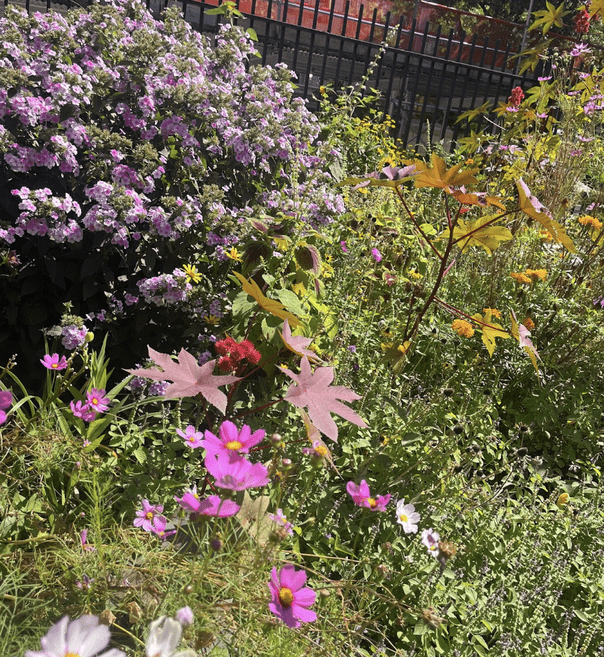 Roses Are Red, Violets Are Blue, Barnard’s Floral Scheme On Campus Is ...