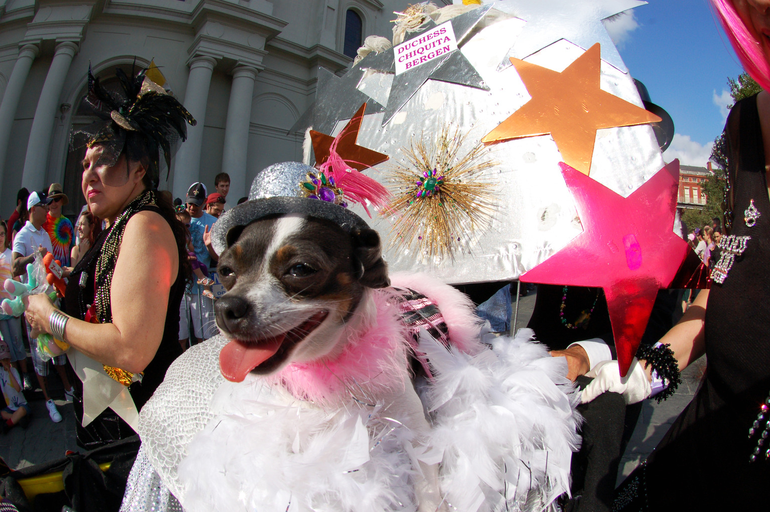 Bwoglines: Rio Carnival Dog Parade Edition – Bwog