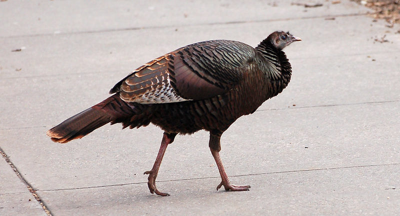 Bwoglines: Astoria The Turkey Edition – Bwog