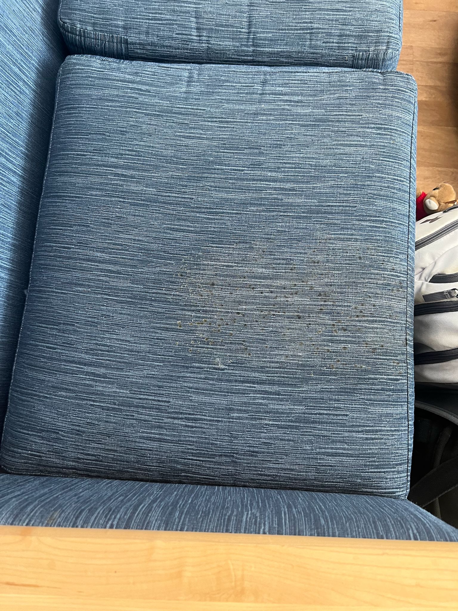 Is My East Campus Couch Moldy? Columbia Says No, We Say Yes – Bwog